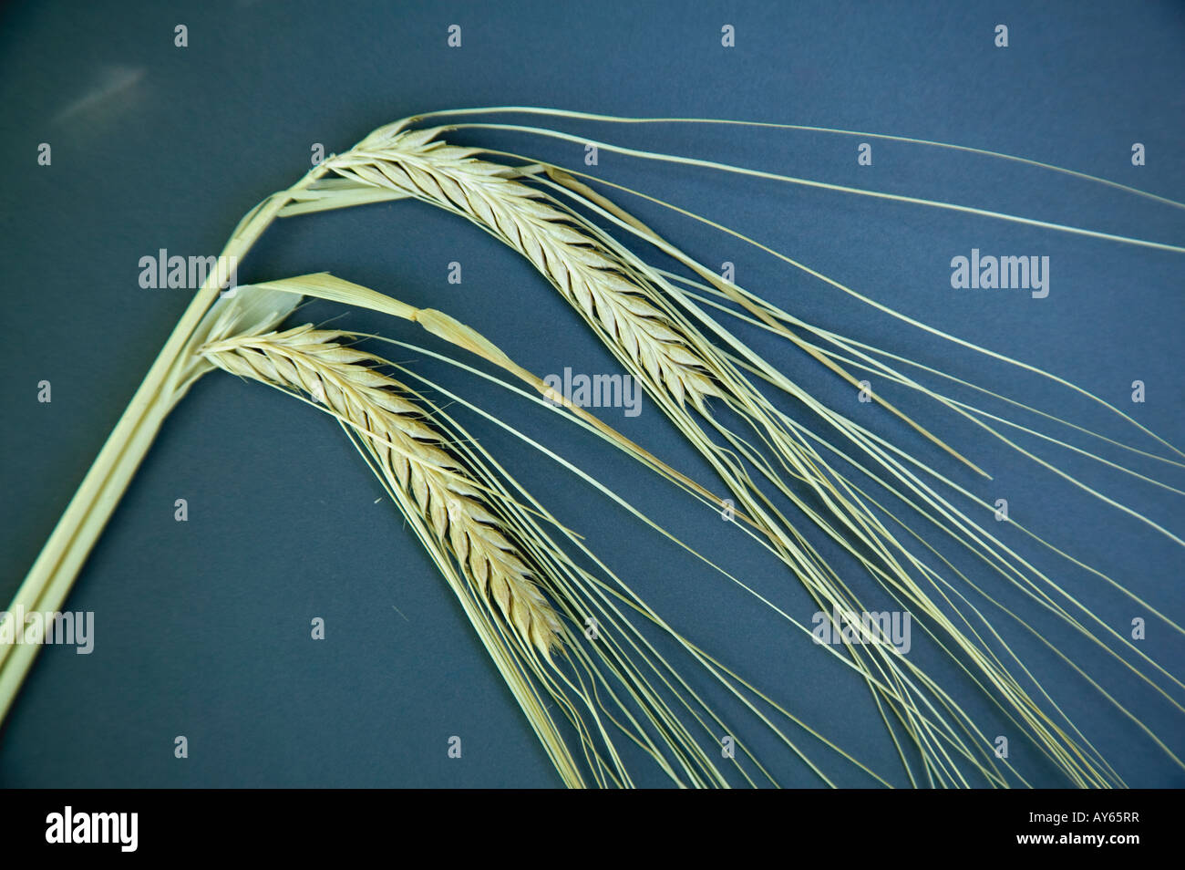 Barley, Two Row Stock Photo - Alamy
