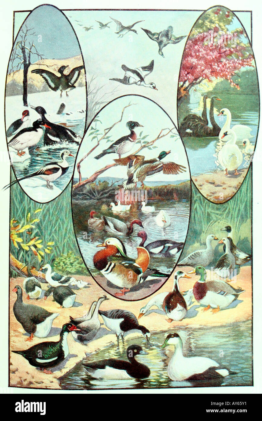 Ducks. Antique illustration. 1928 Stock Photo - Alamy
