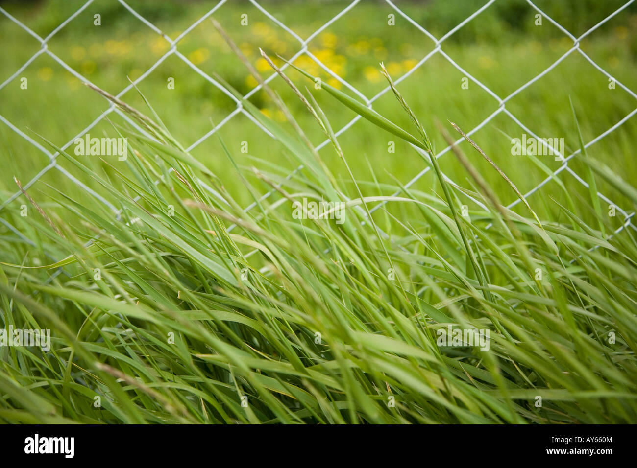 Grass and fence Stock Photo - Alamy