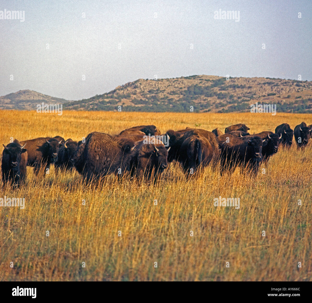 Stampede bison hi-res stock photography and images - Alamy