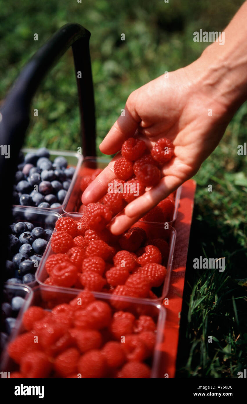 Row of raspberries hi-res stock photography and images - Alamy
