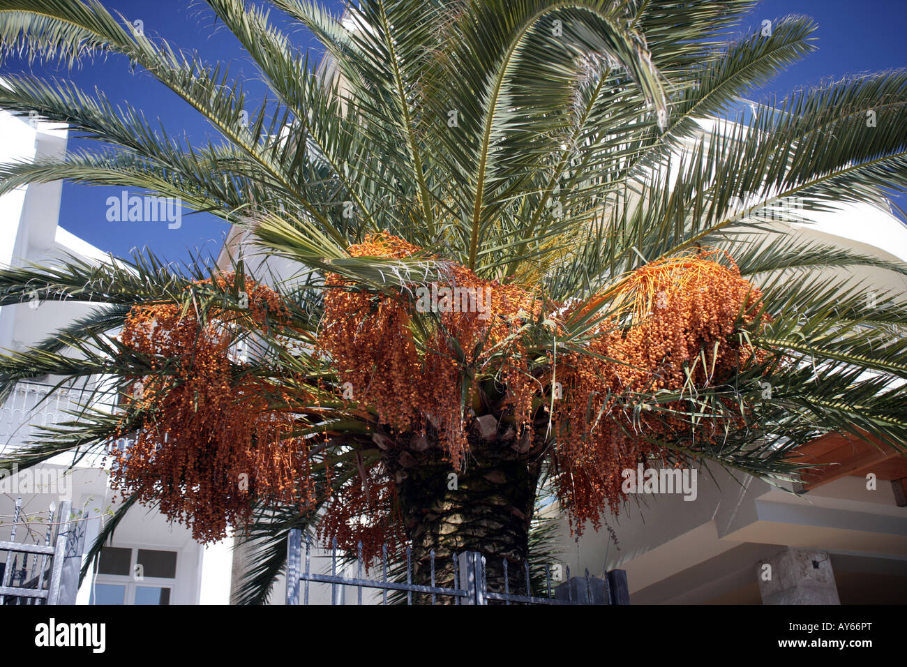 Palm tree fruits in Montenegro Stock Photo - Alamy