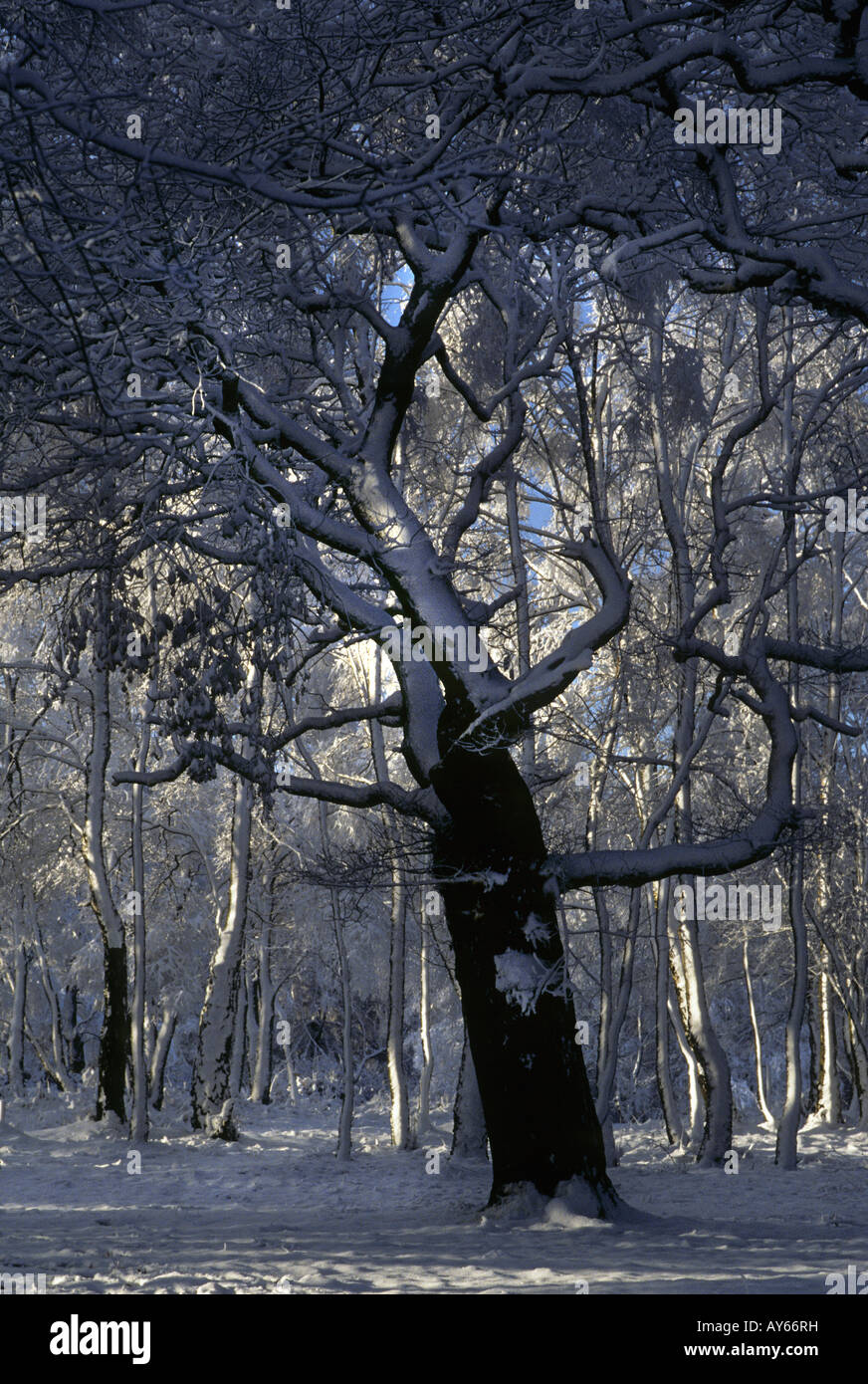 Winter snow on an old oak tree, Brocton Coppice, Cannock Chase ...