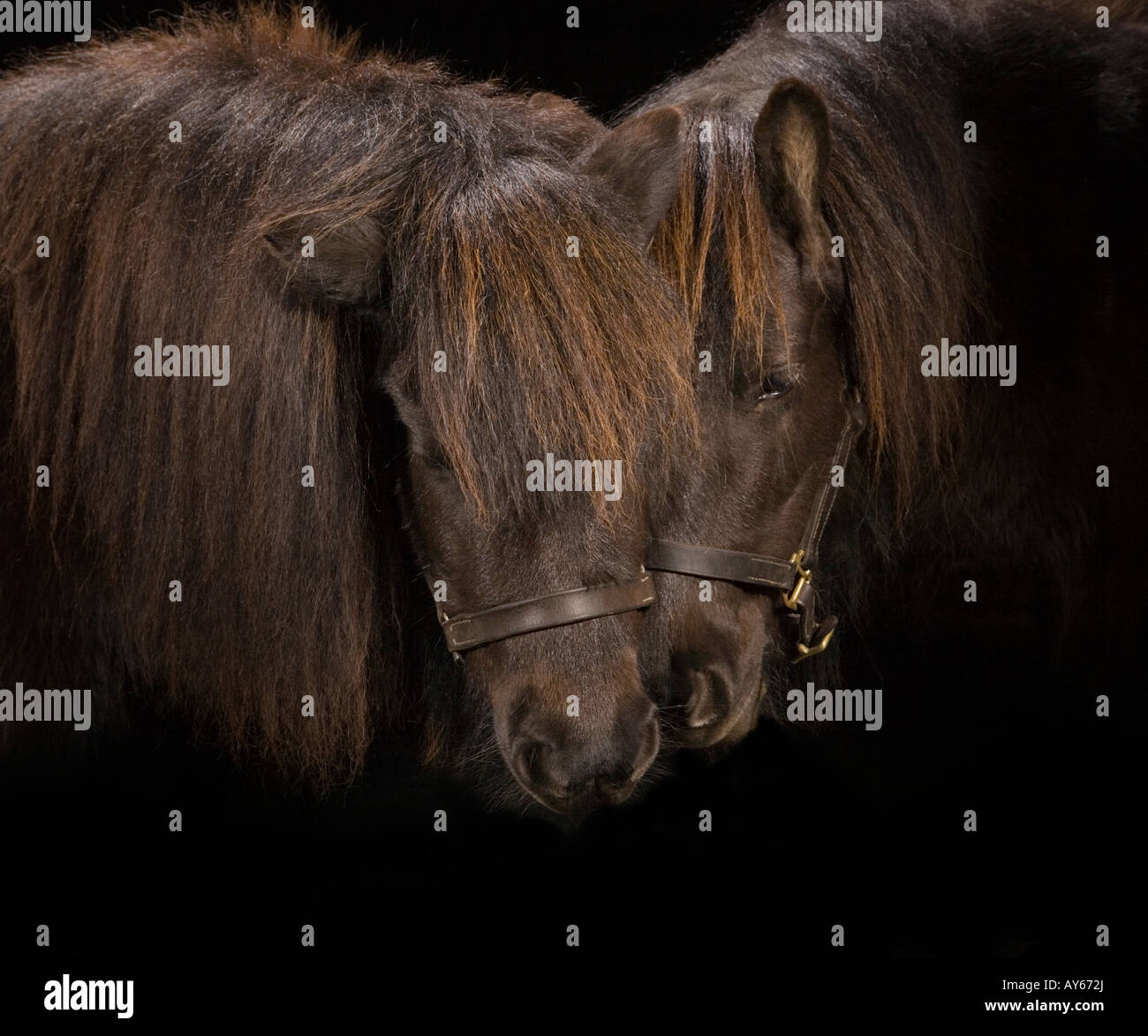 Ponies couple hi-res stock photography and images - Alamy