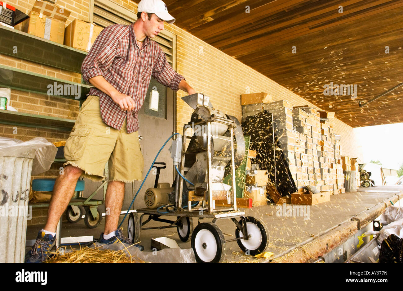 Separating wheat from the chaff Stock Photo - Alamy