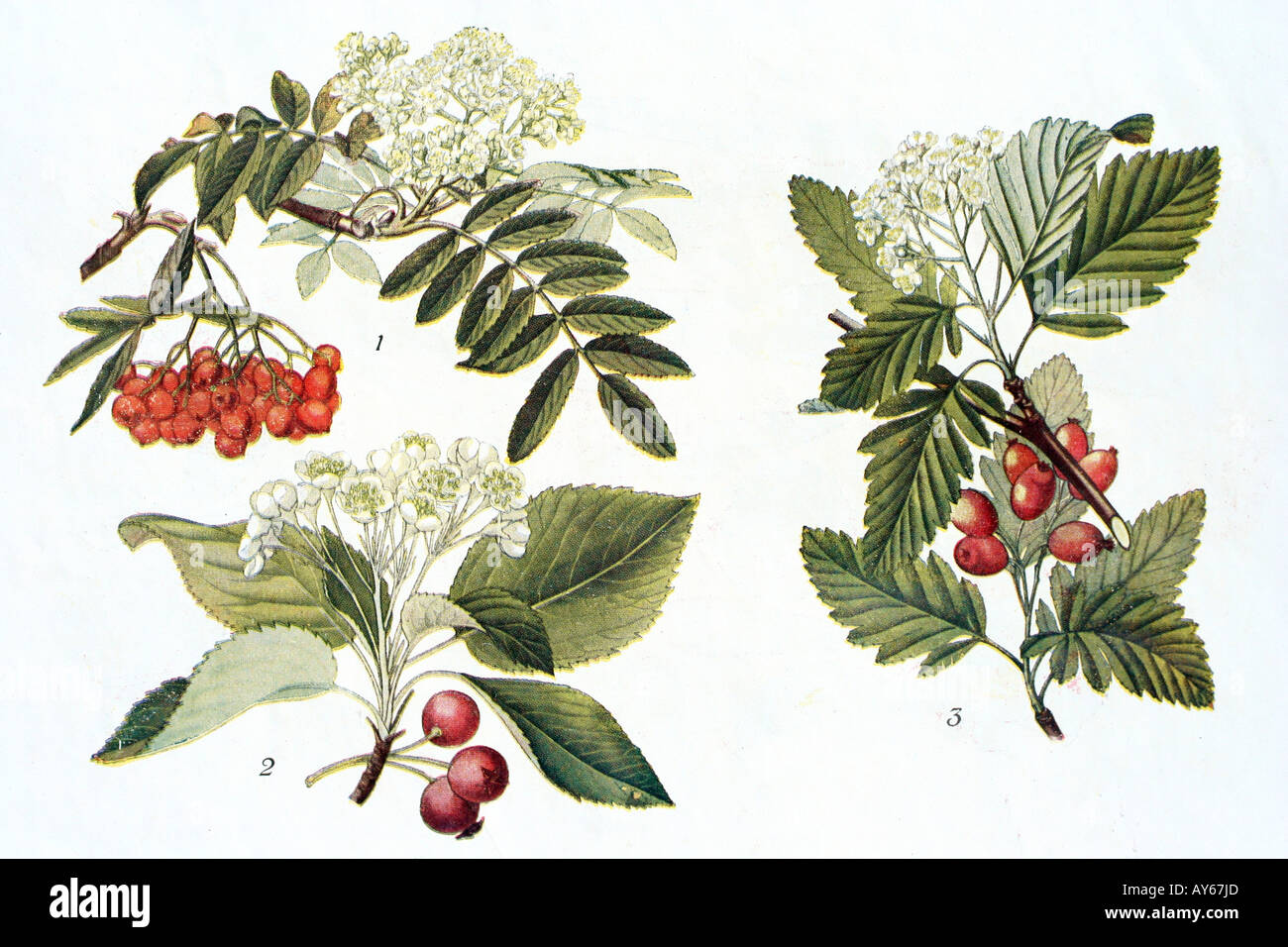 Sorbus aucuparia illustration hi-res stock photography and images - Alamy