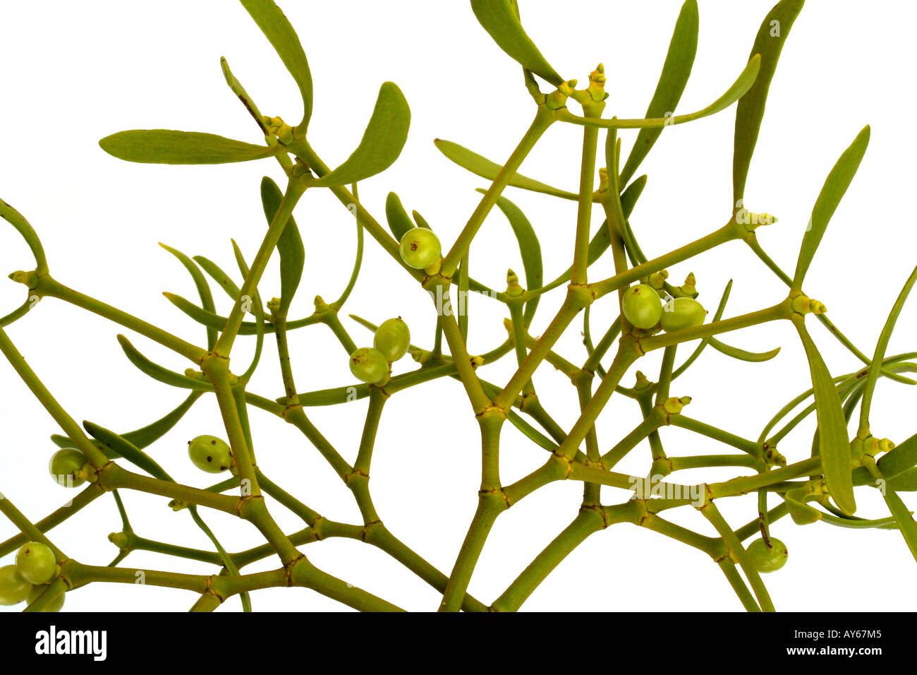 Sprigs of mistletoe hi-res stock photography and images - Alamy