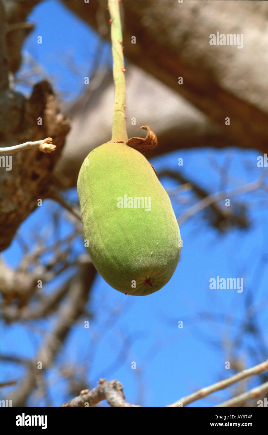 Sénégal Fruit du Baobab Stock Photo - Alamy