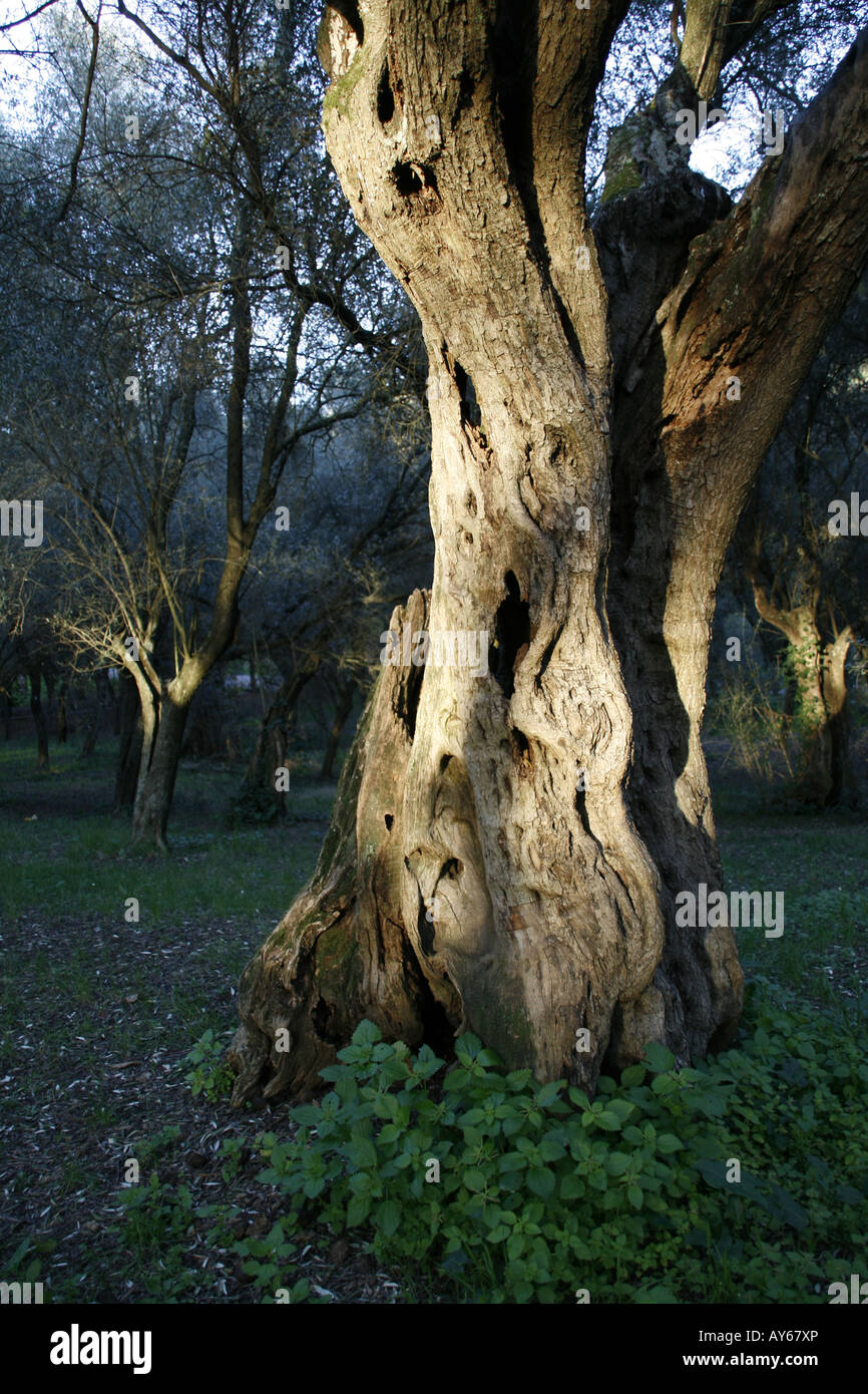 olive tree in rome italy Stock Photo - Alamy
