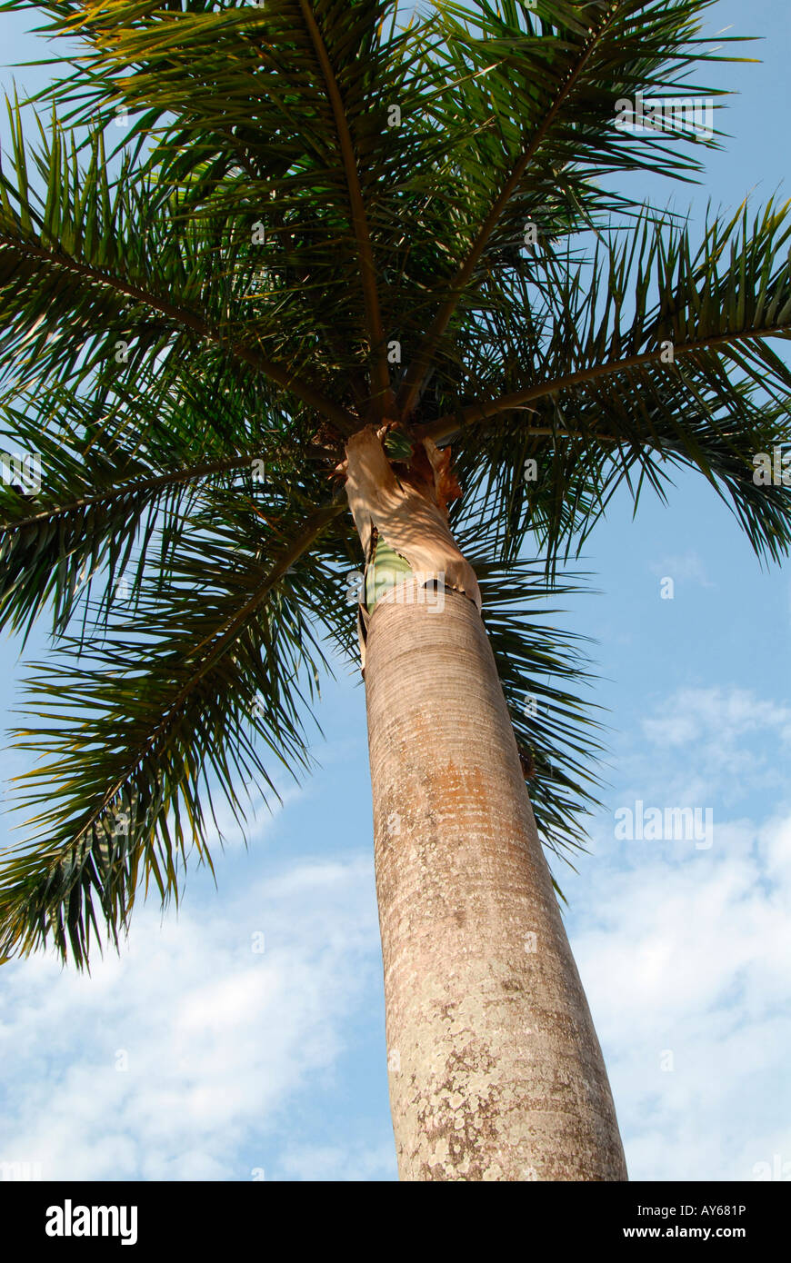 A palm tree Stock Photo - Alamy