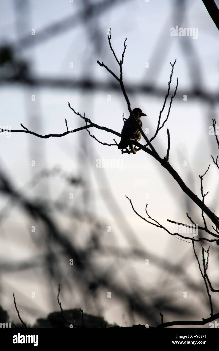 one black bird in tree Stock Photo - Alamy
