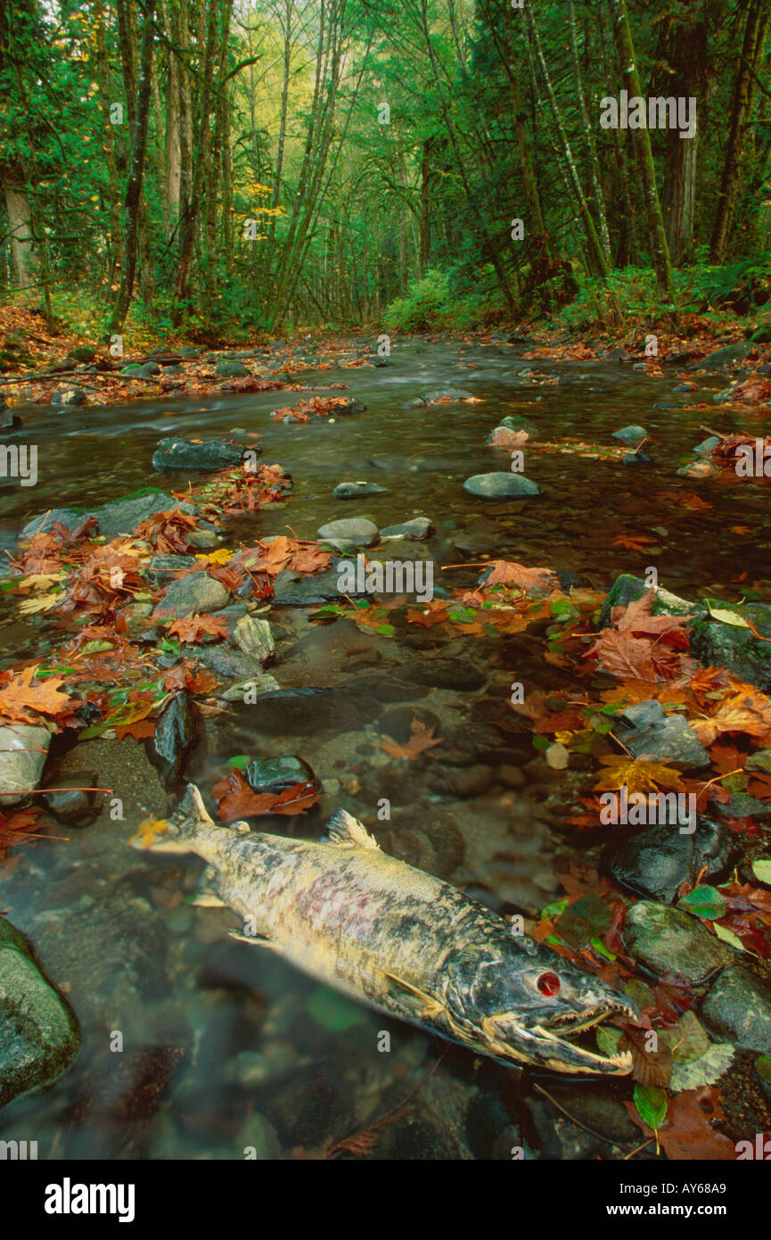 Salmon lifecycle hi-res stock photography and images - Alamy