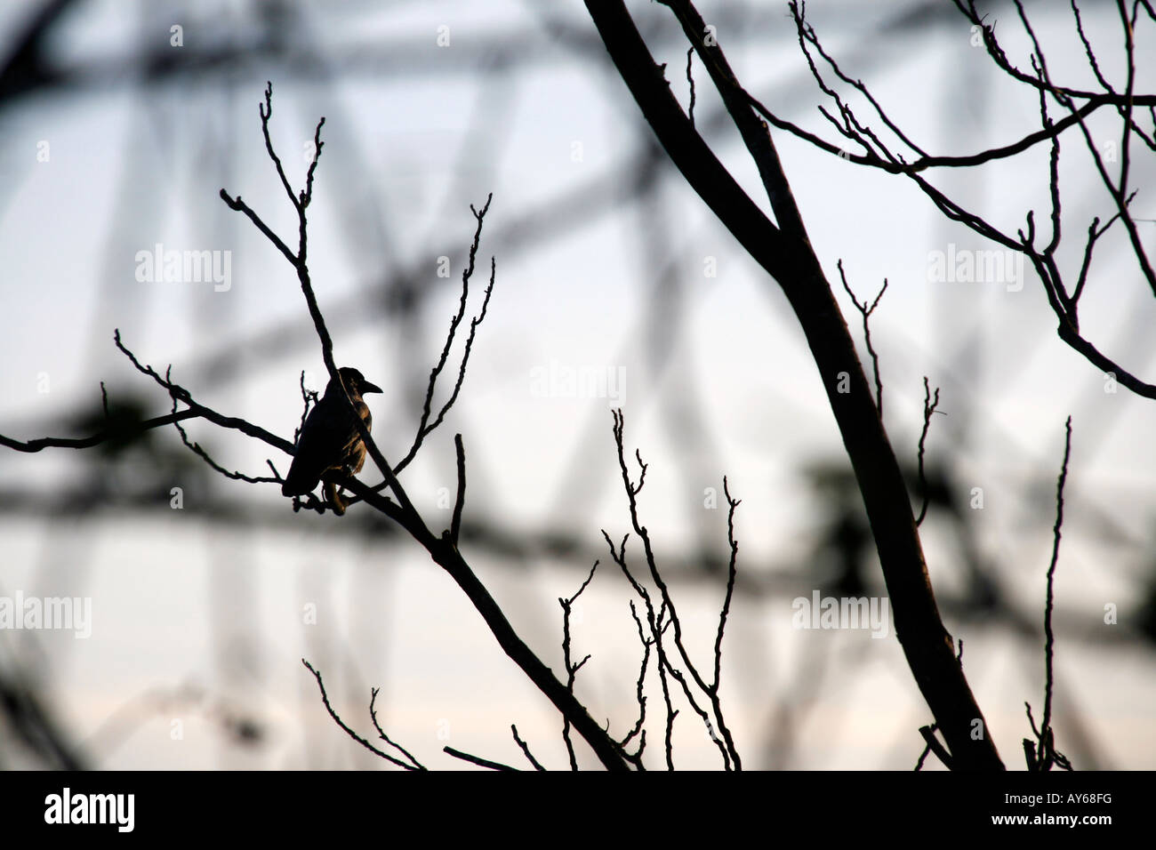 one black bird in tree Stock Photo - Alamy