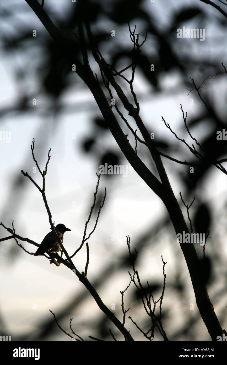 one black bird in tree Stock Photo - Alamy