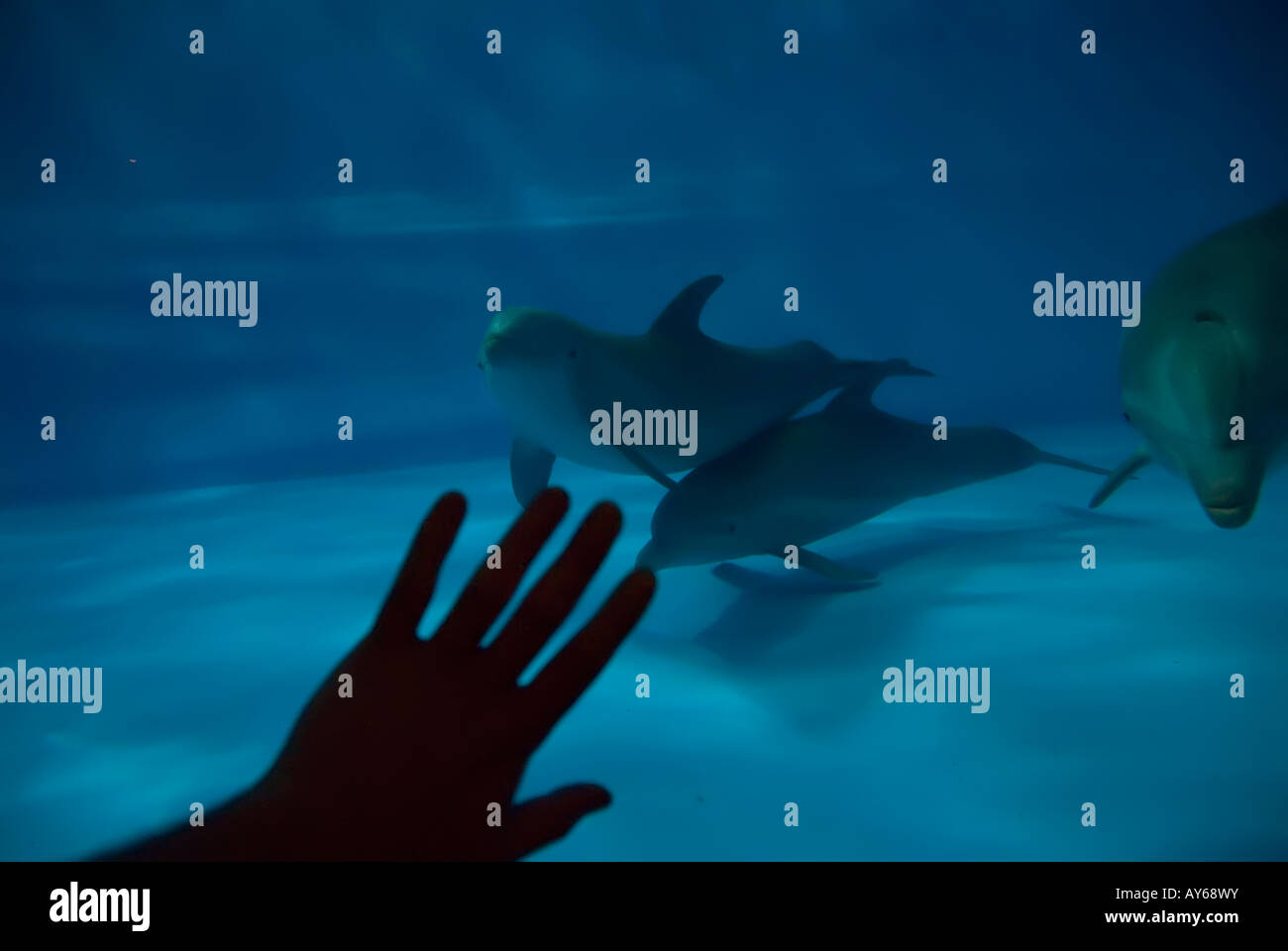 Dolphins tank hi-res stock photography and images - Alamy