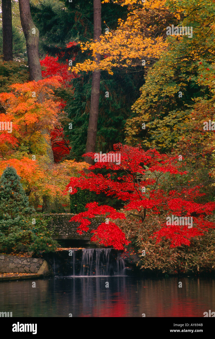 Fall Colours at Beacon Hill Park Stock Photo - Alamy