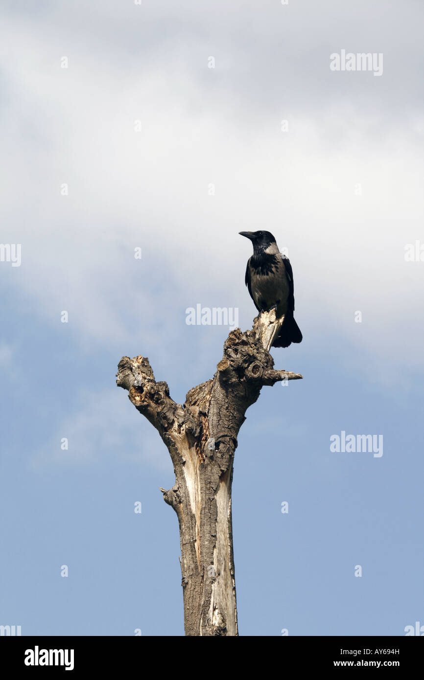one black bird in tree Stock Photo - Alamy