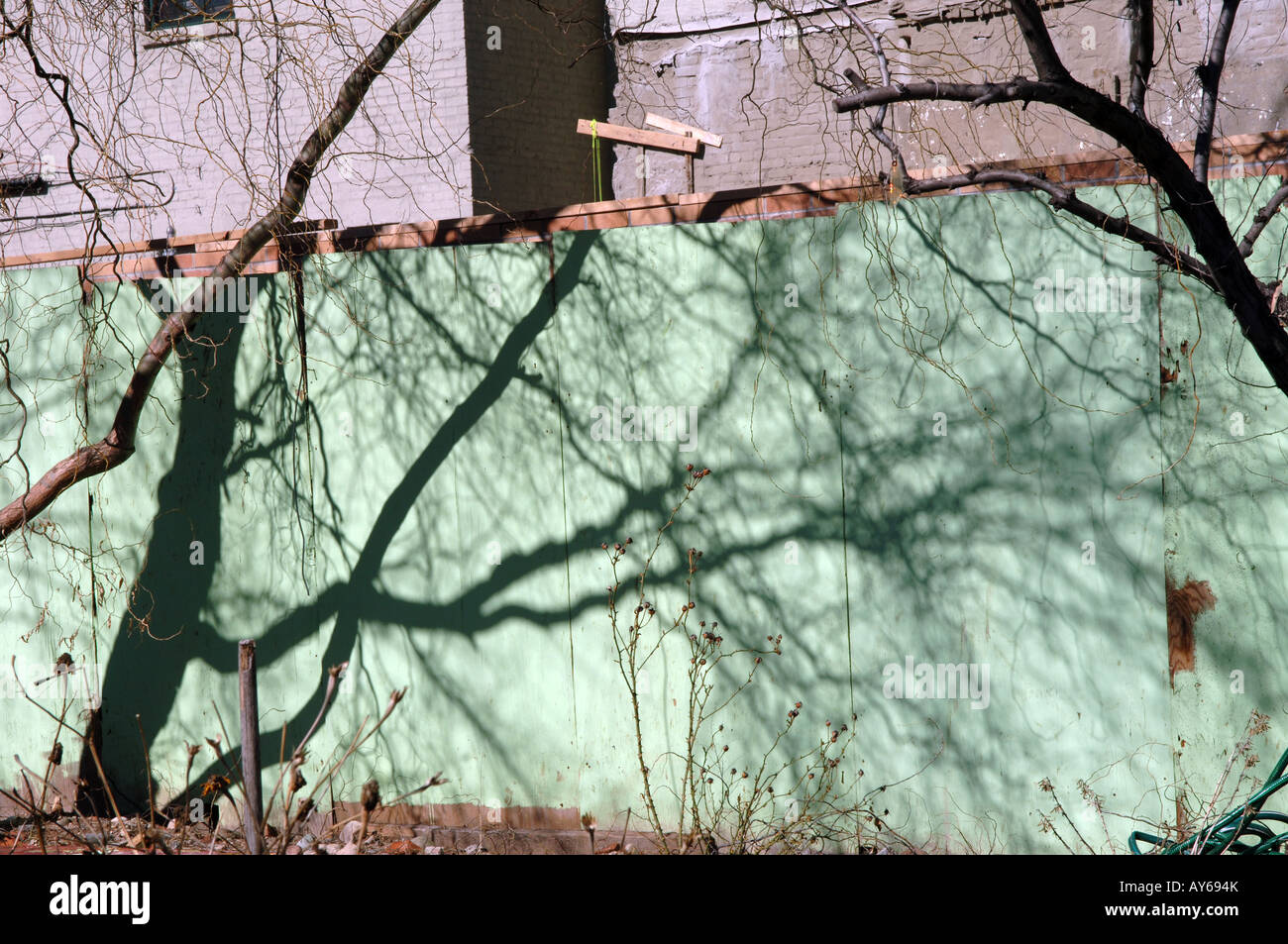 Shadow of a tree on a wall Stock Photo - Alamy