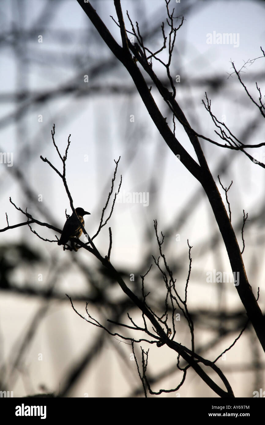 one black bird in tree Stock Photo - Alamy