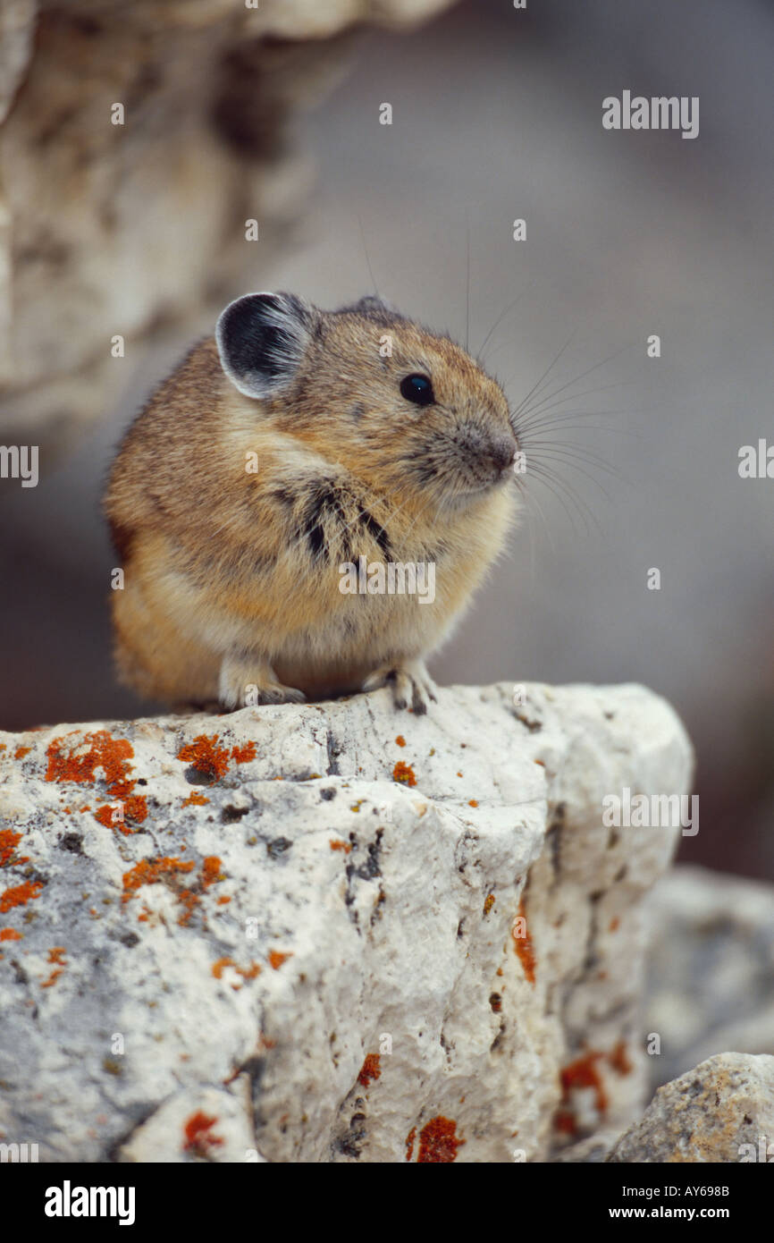 American Pika on Rock Stock Photo - Alamy