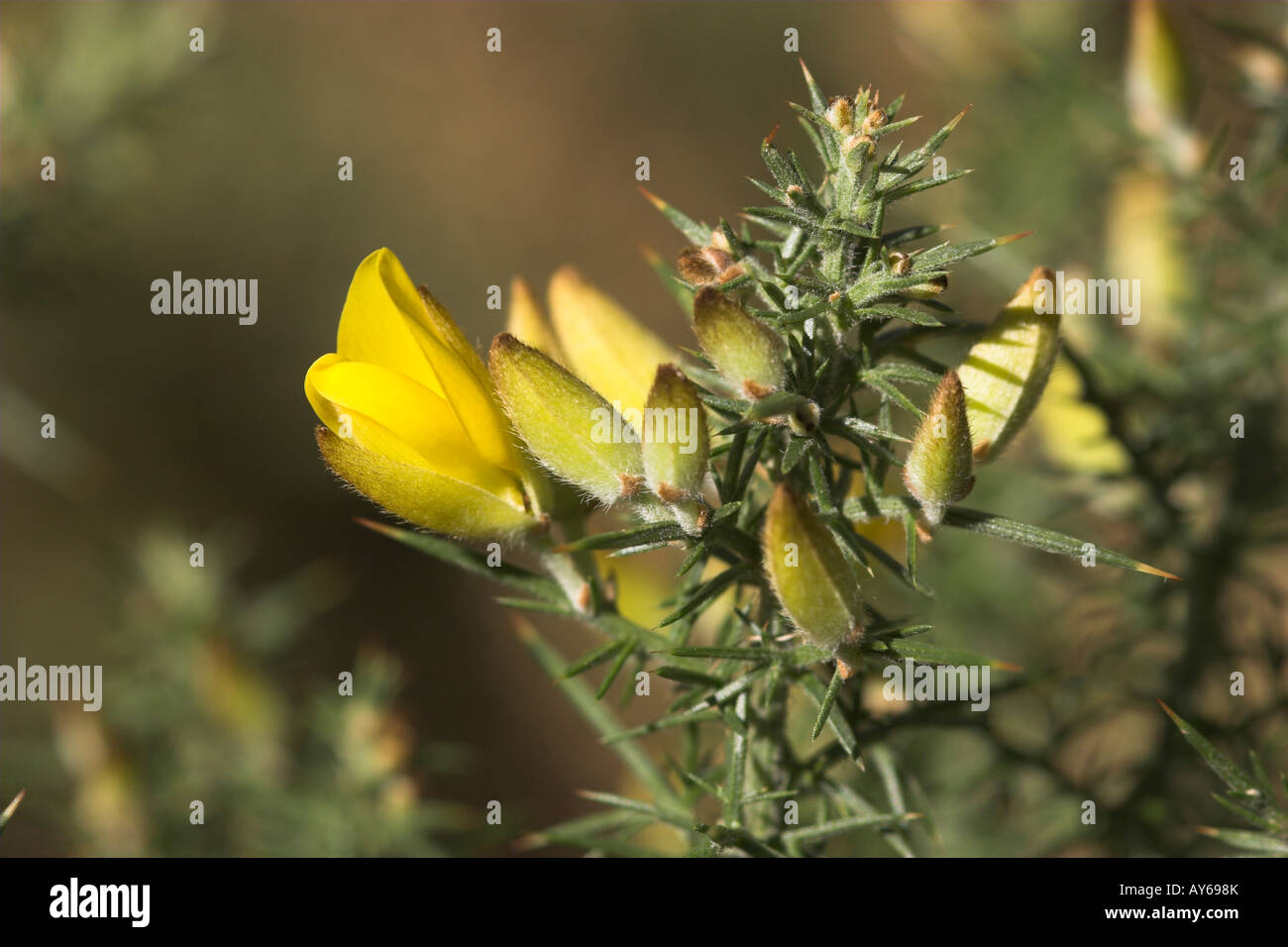 Common Gorse, Ulex europaeus Stock Photo - Alamy
