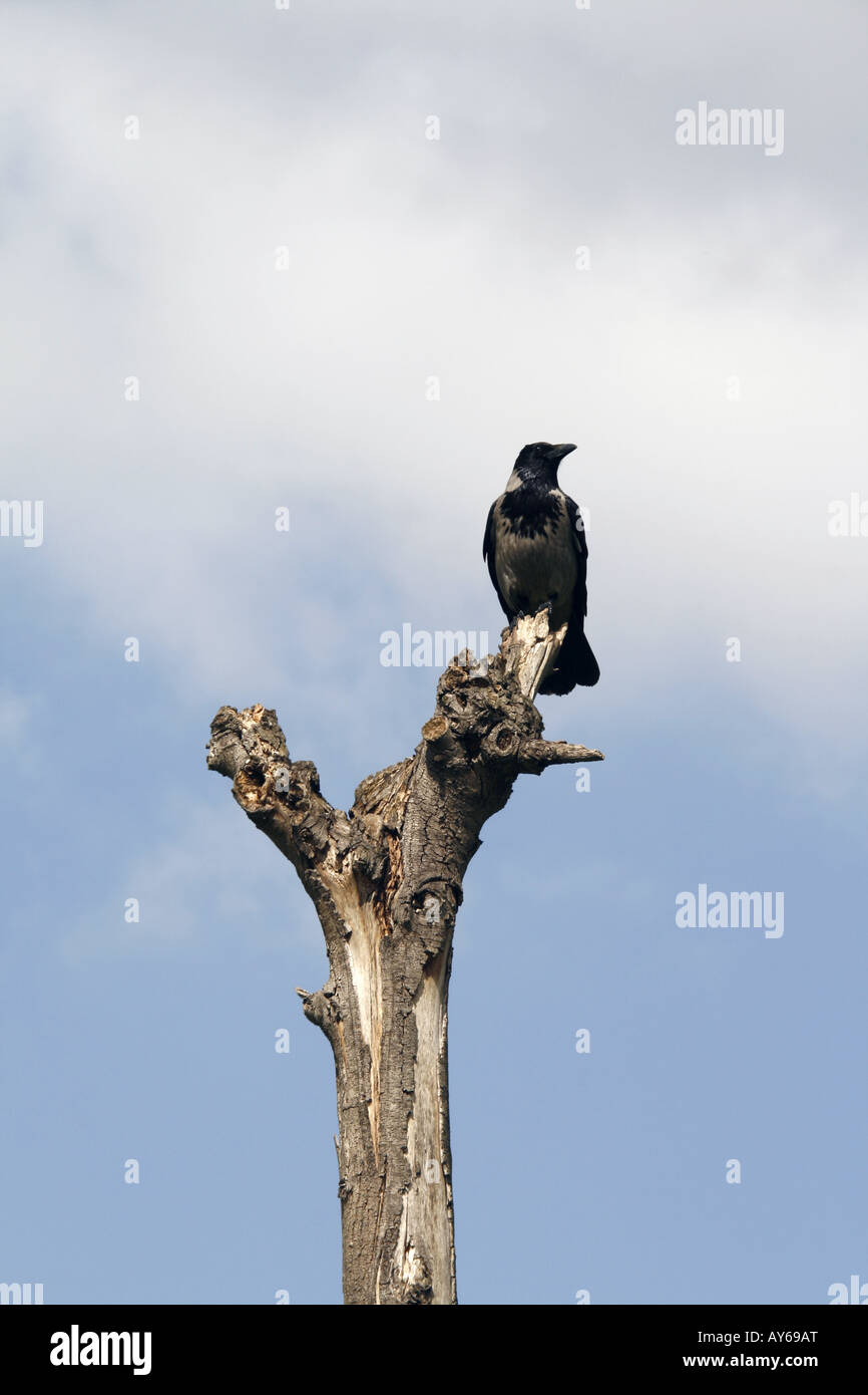 one black bird in tree Stock Photo - Alamy