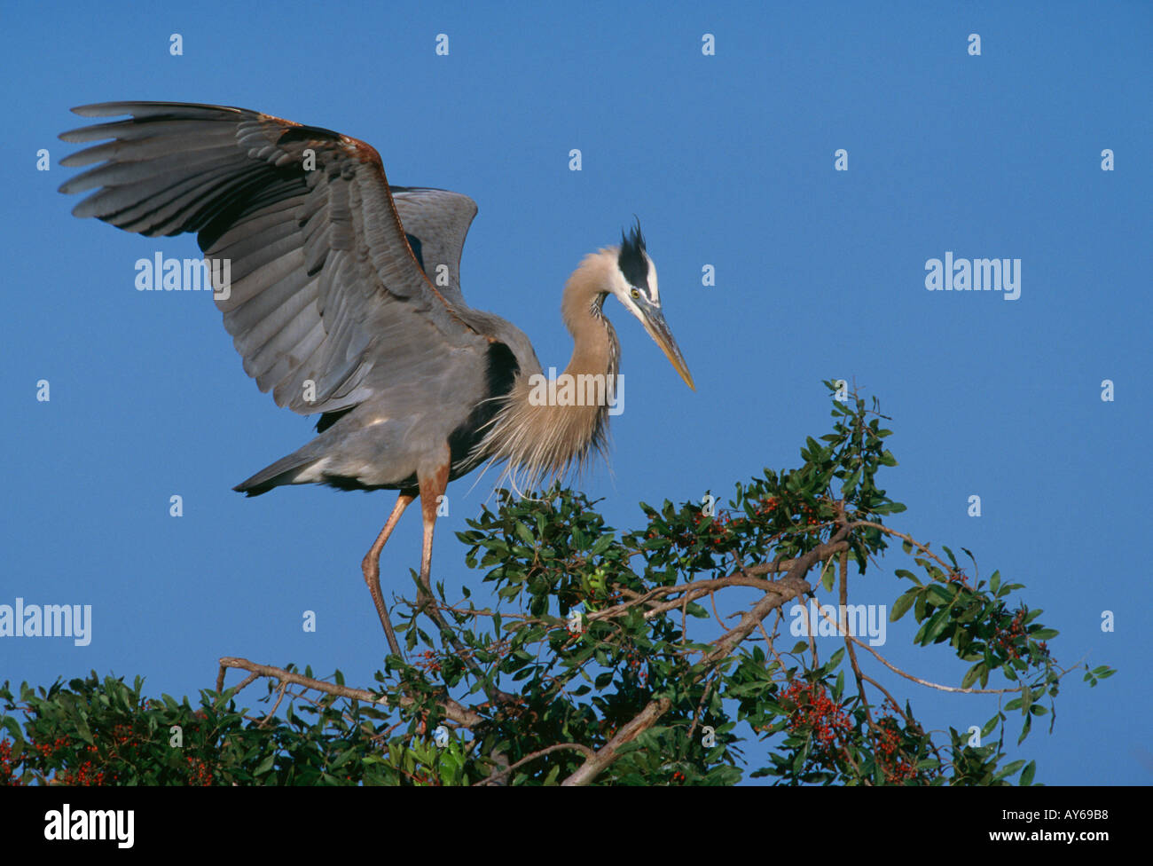 Great Blue Heron Flapping Wings Stock Photo - Alamy
