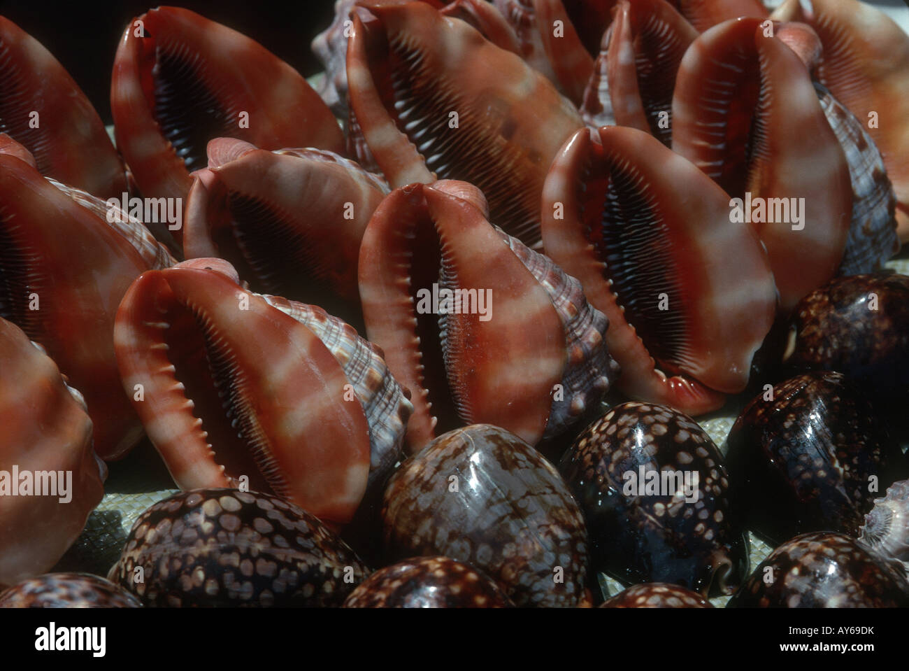 Helmet shells and cowries for illegal sale on beach stall Kenya Stock ...