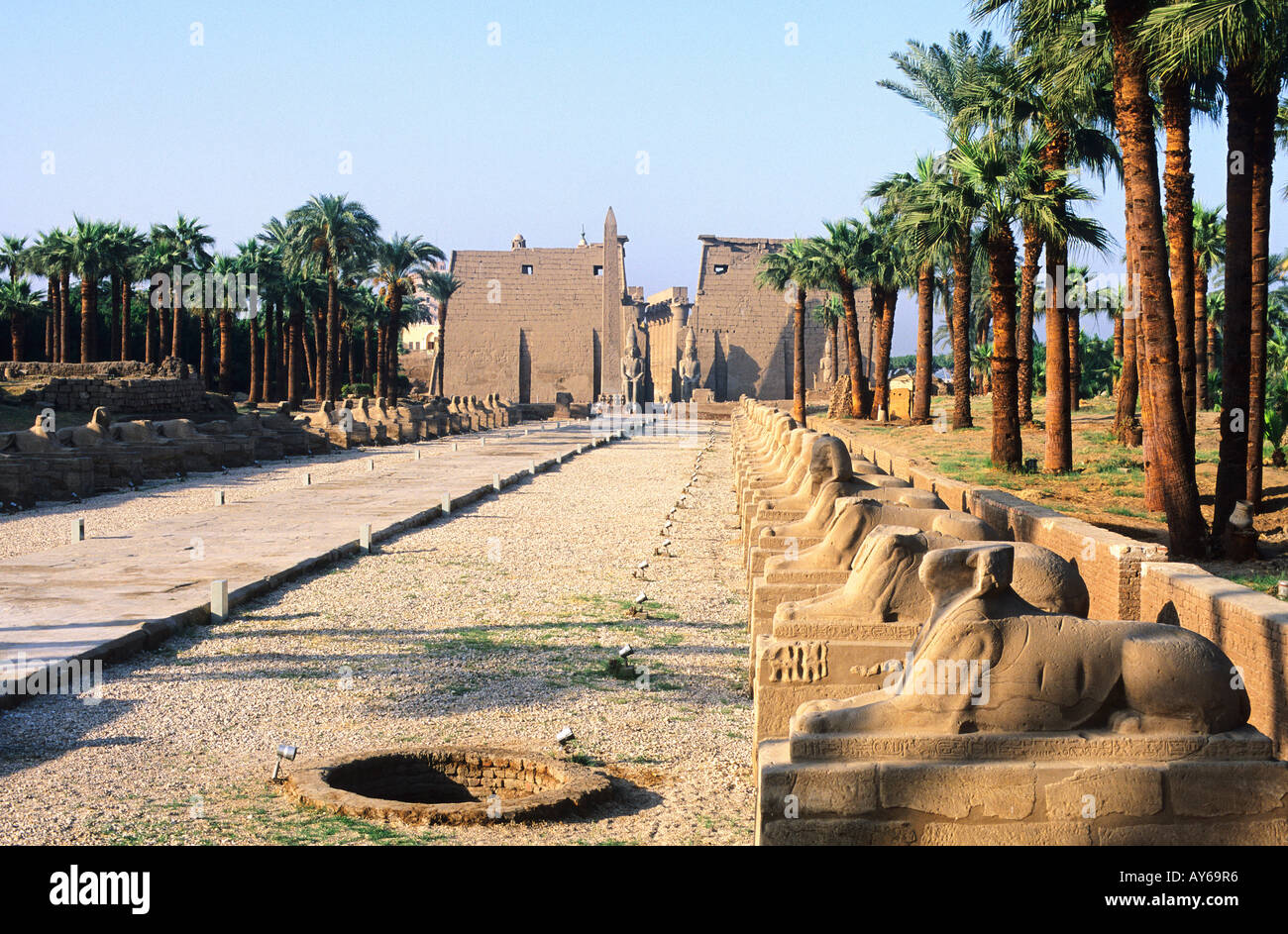 Egypte Vallée du Nil Louxor Temple de Louxor Allée des Sphinxs Stock ...