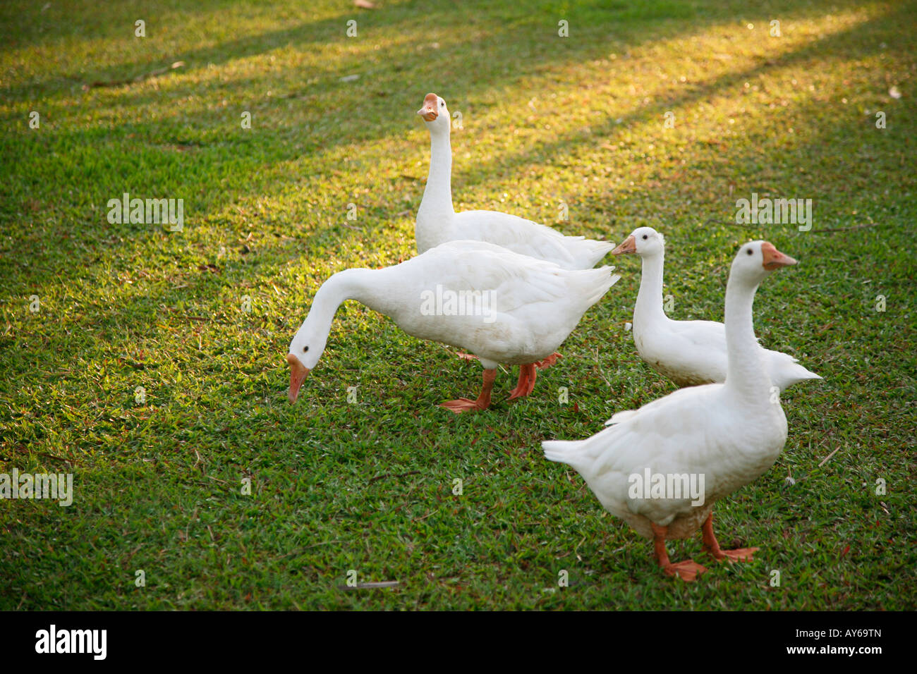 Geese india hi-res stock photography and images - Alamy