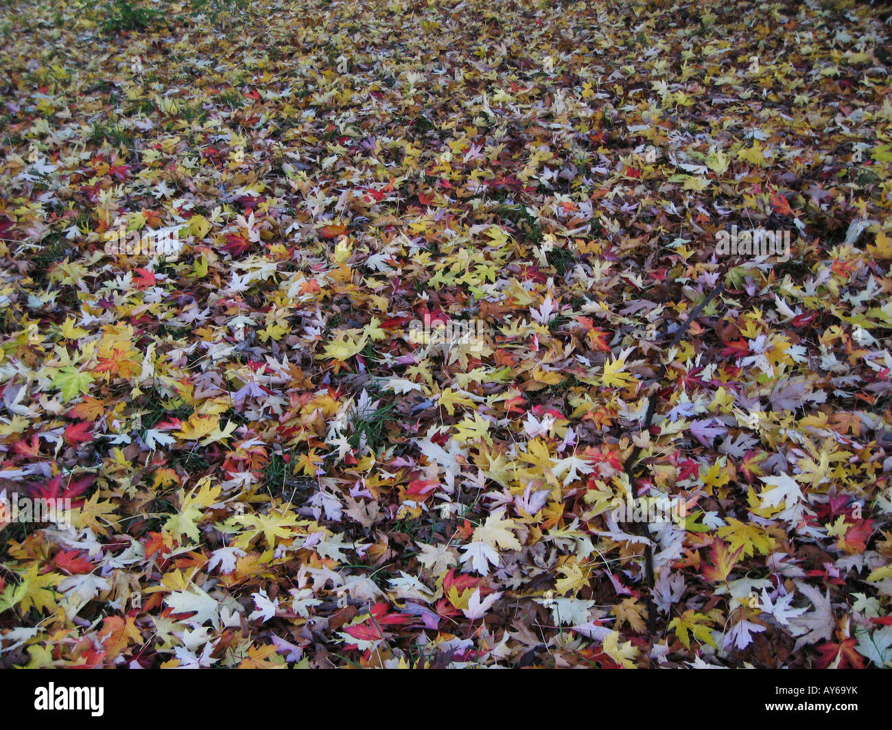 woodfloor with colourful autumn leaves Stock Photo - Alamy
