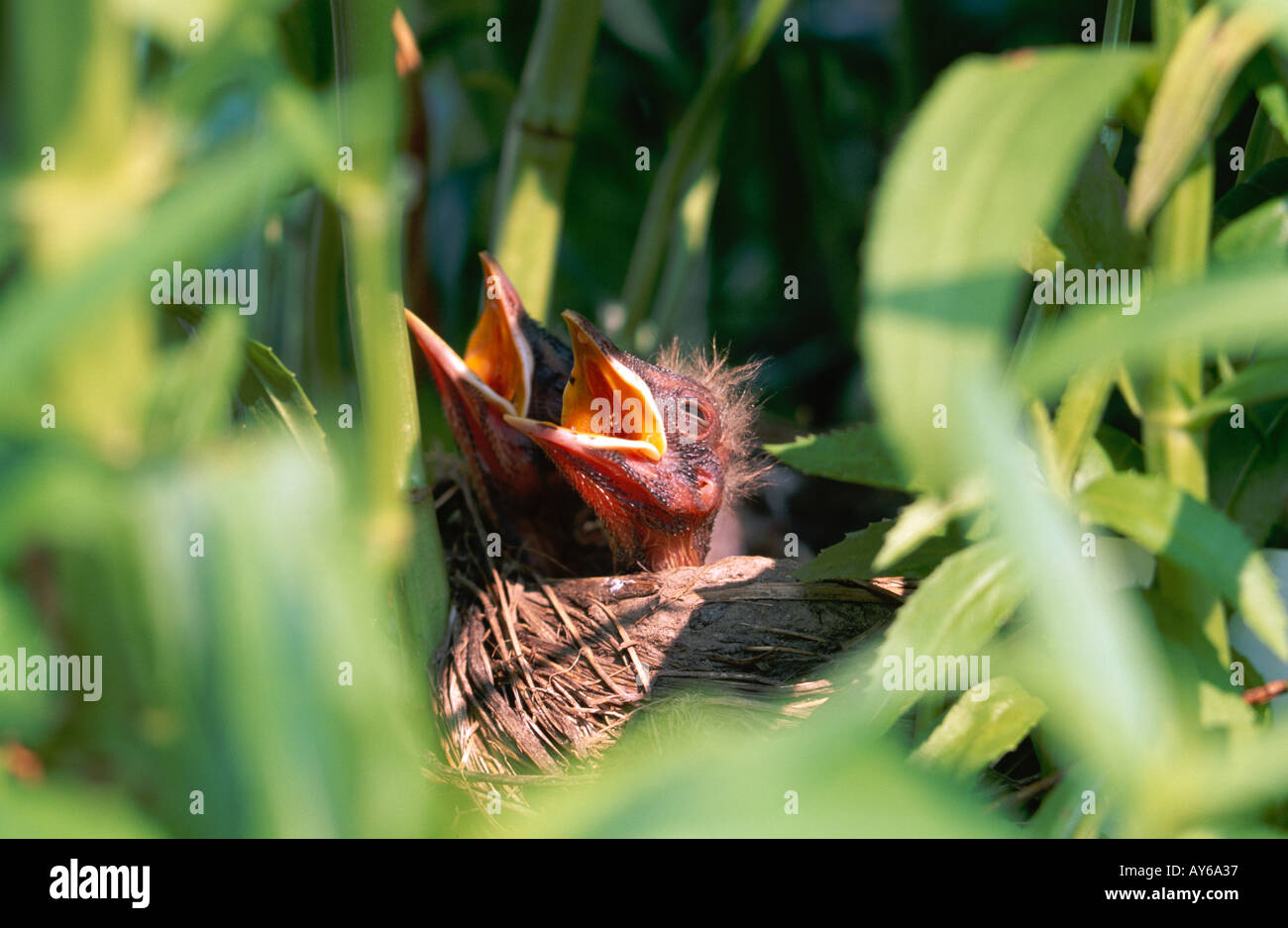 Mother robin hi-res stock photography and images - Alamy