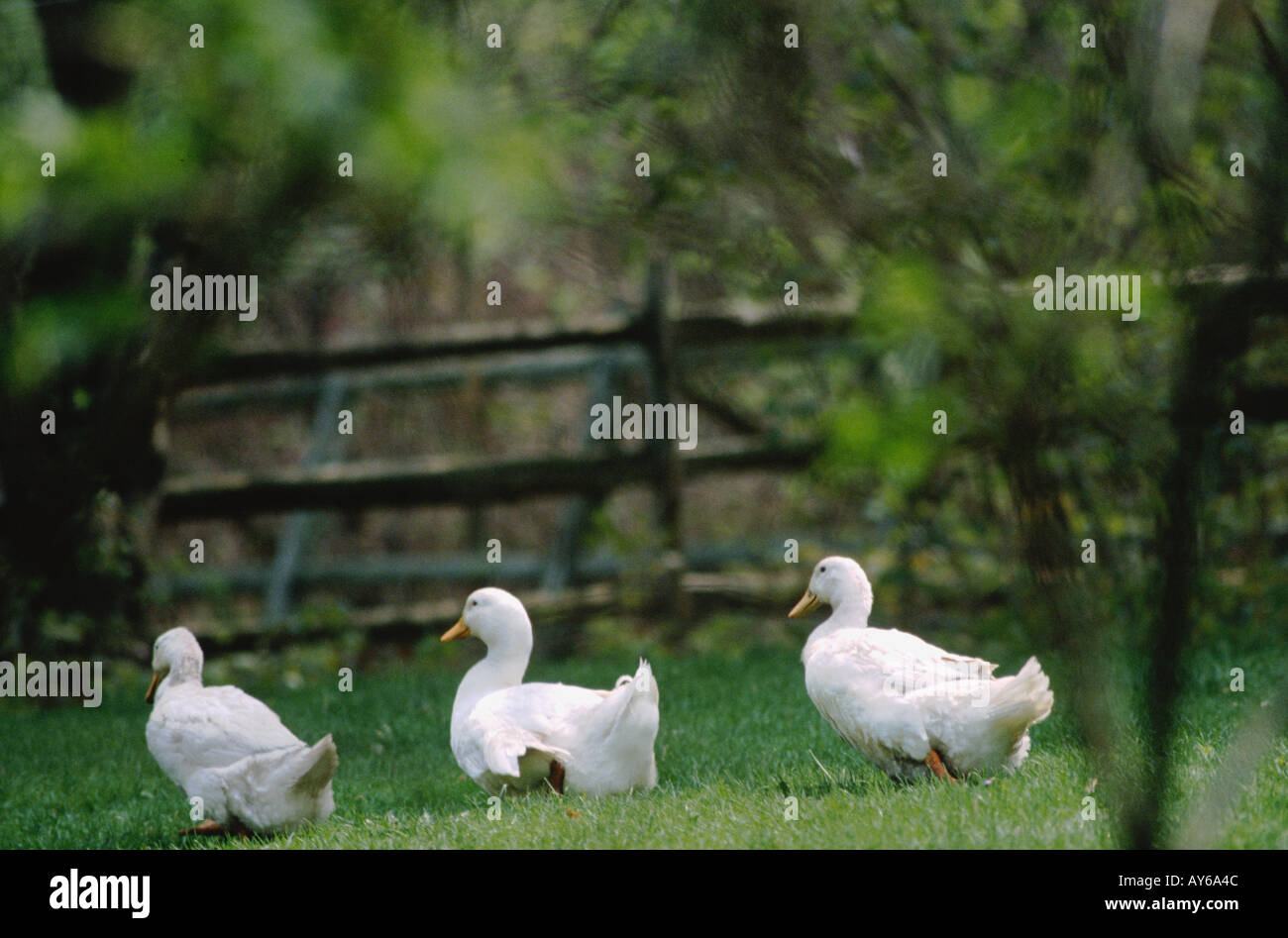 Three ducks walking in a row Stock Photo - Alamy