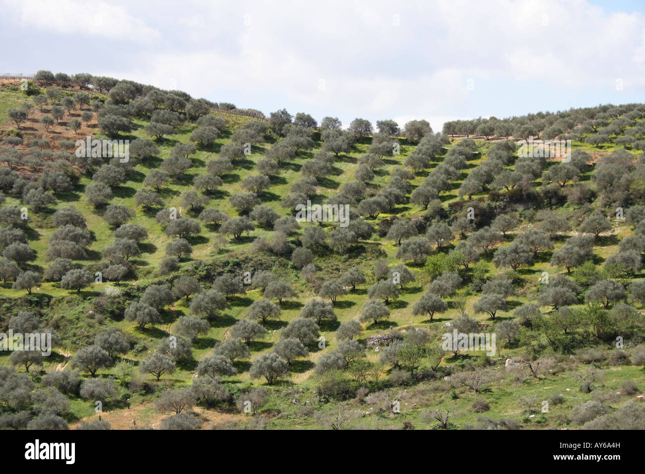 olive trees (Oleaceae) on Crete Island, Greece, Europe. Photo by Willy ...