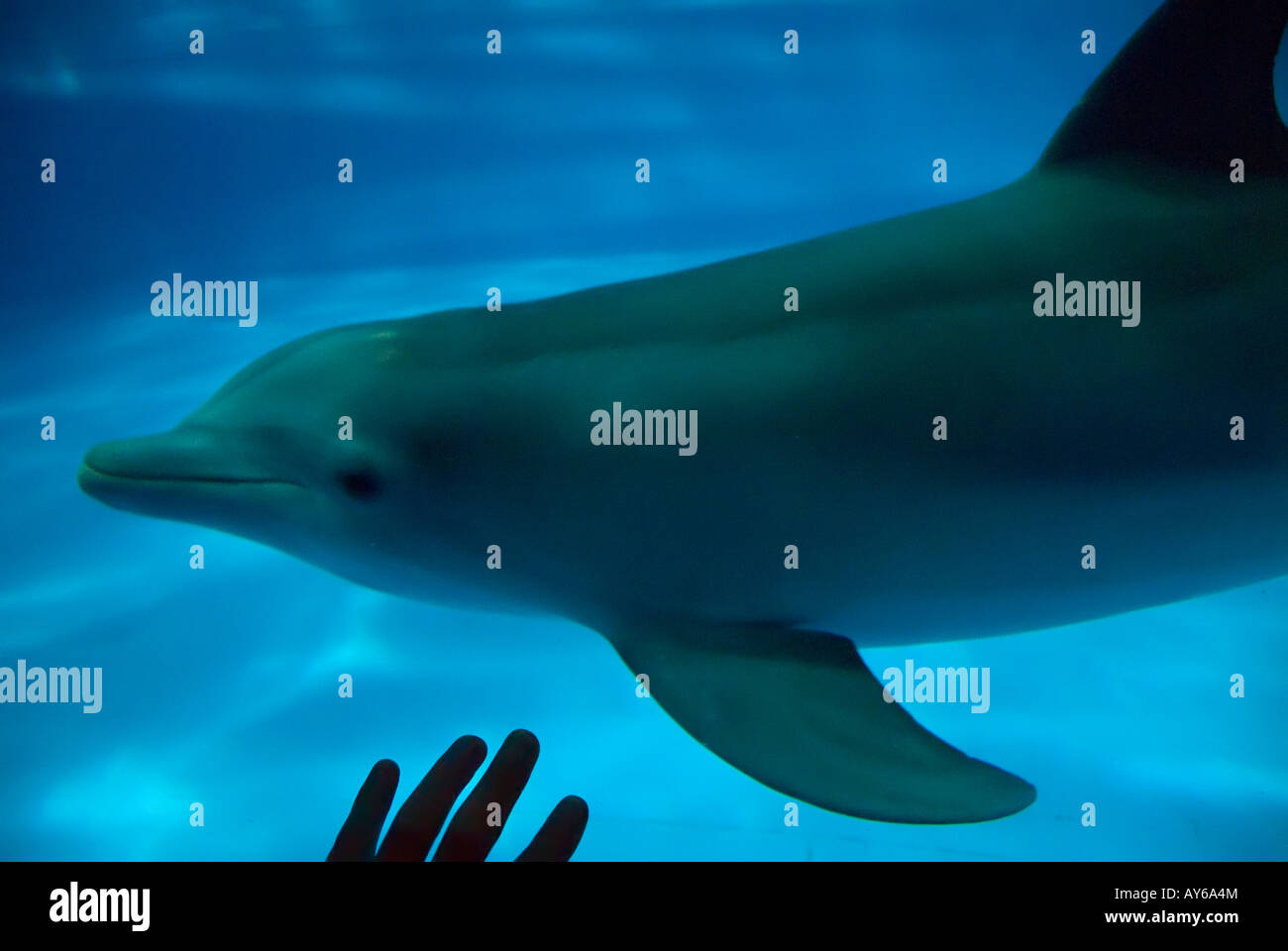 Dolphin tank hi-res stock photography and images - Alamy