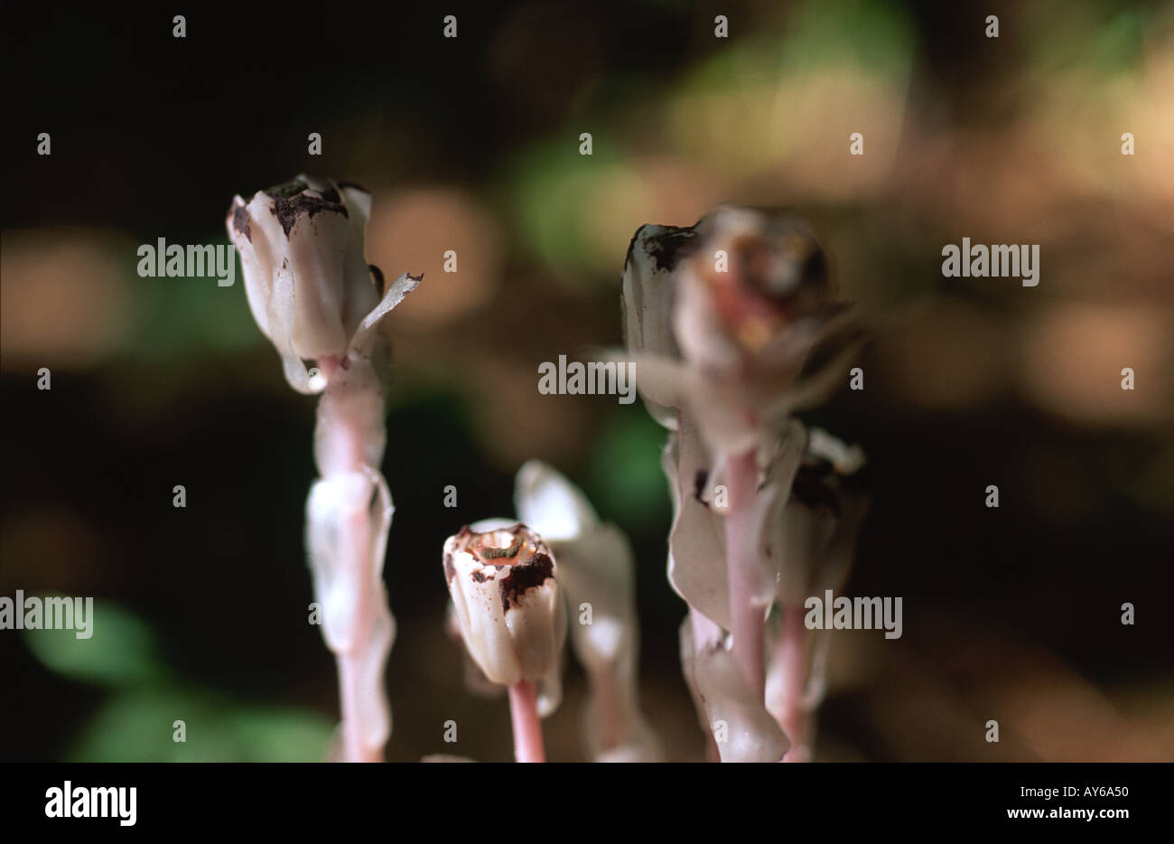 Indian pipes hi-res stock photography and images - Alamy