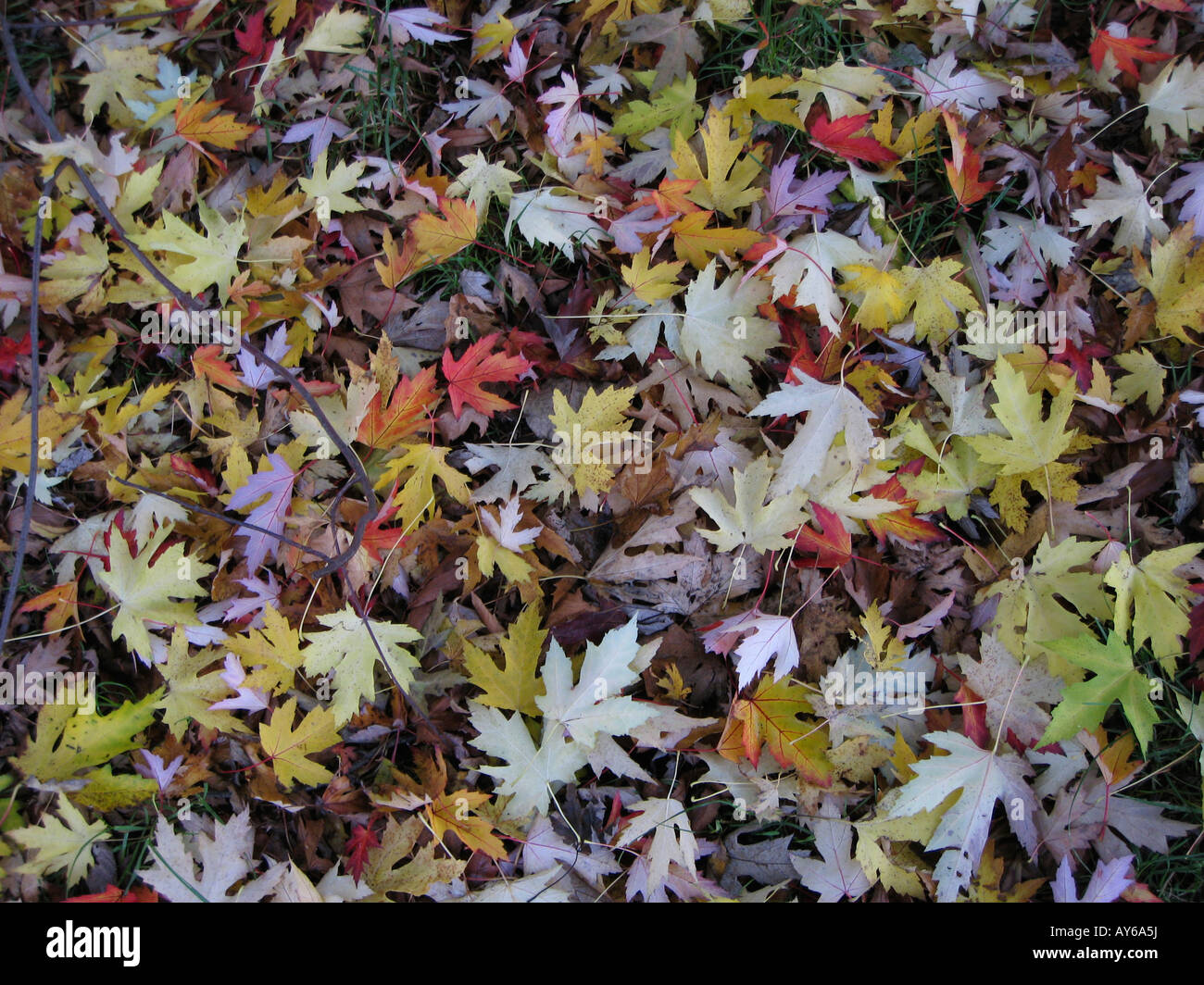 woodfloor with colourful autumn leaves Stock Photo - Alamy