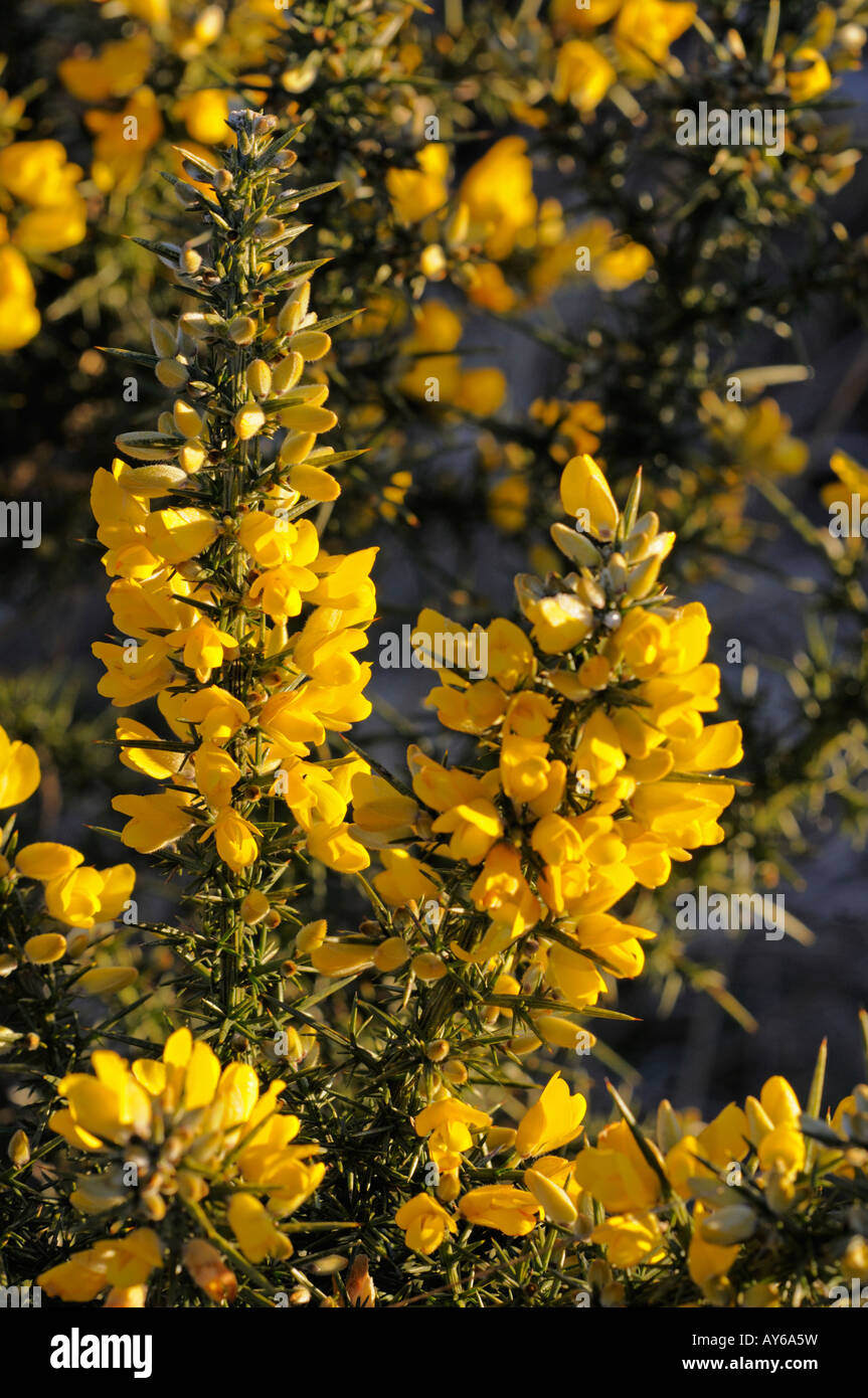 Gorse leaves hi-res stock photography and images - Alamy