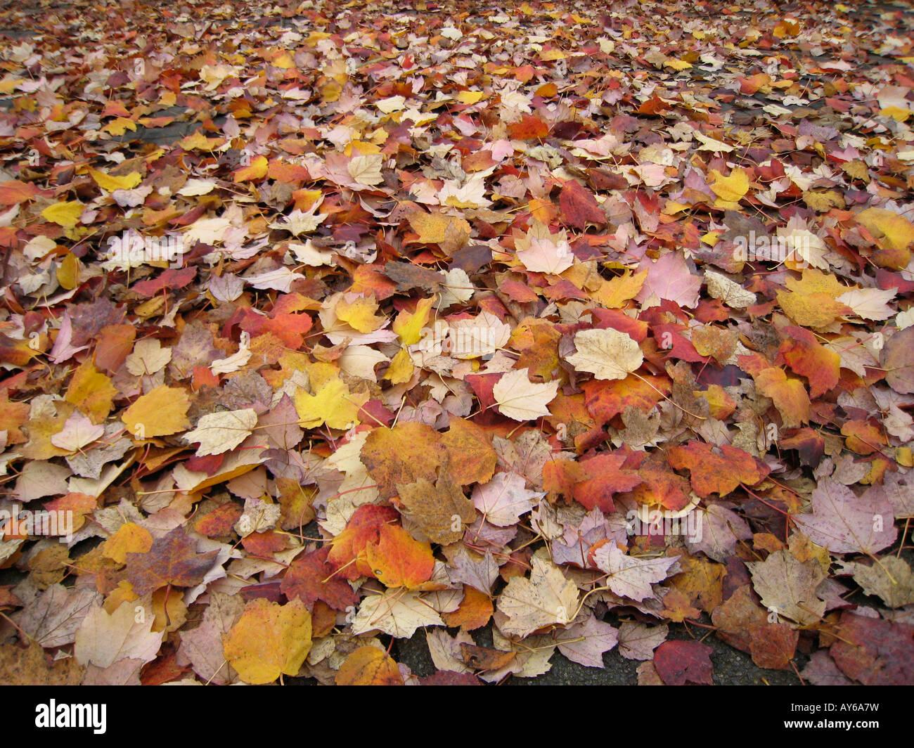 woodfloor with colourful autumn leaves Stock Photo - Alamy