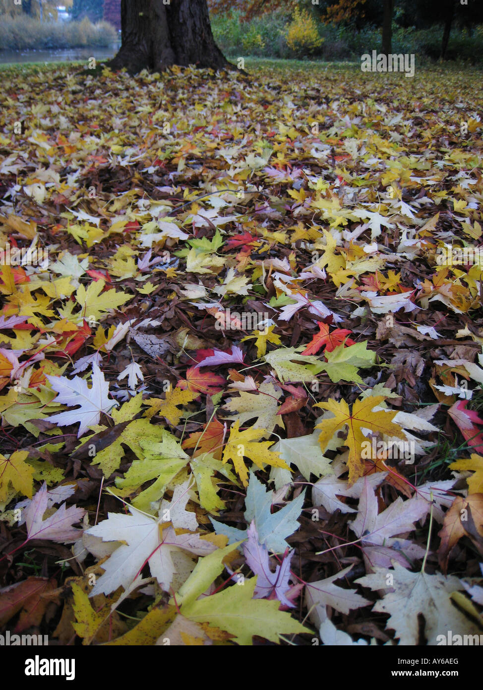 woodfloor with colourful autumn leaves Stock Photo - Alamy