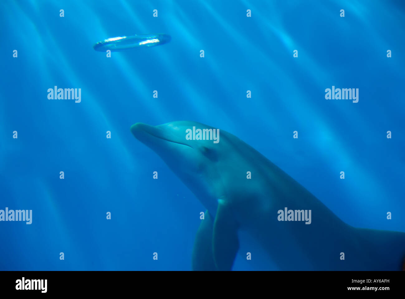 Dolphin tank hi-res stock photography and images - Alamy