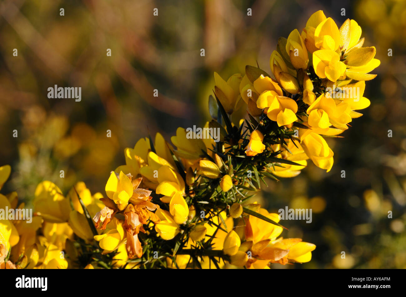 Ulex europaeus bud hi-res stock photography and images - Alamy