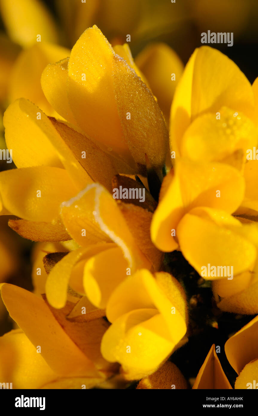Gorse leaves hi-res stock photography and images - Alamy