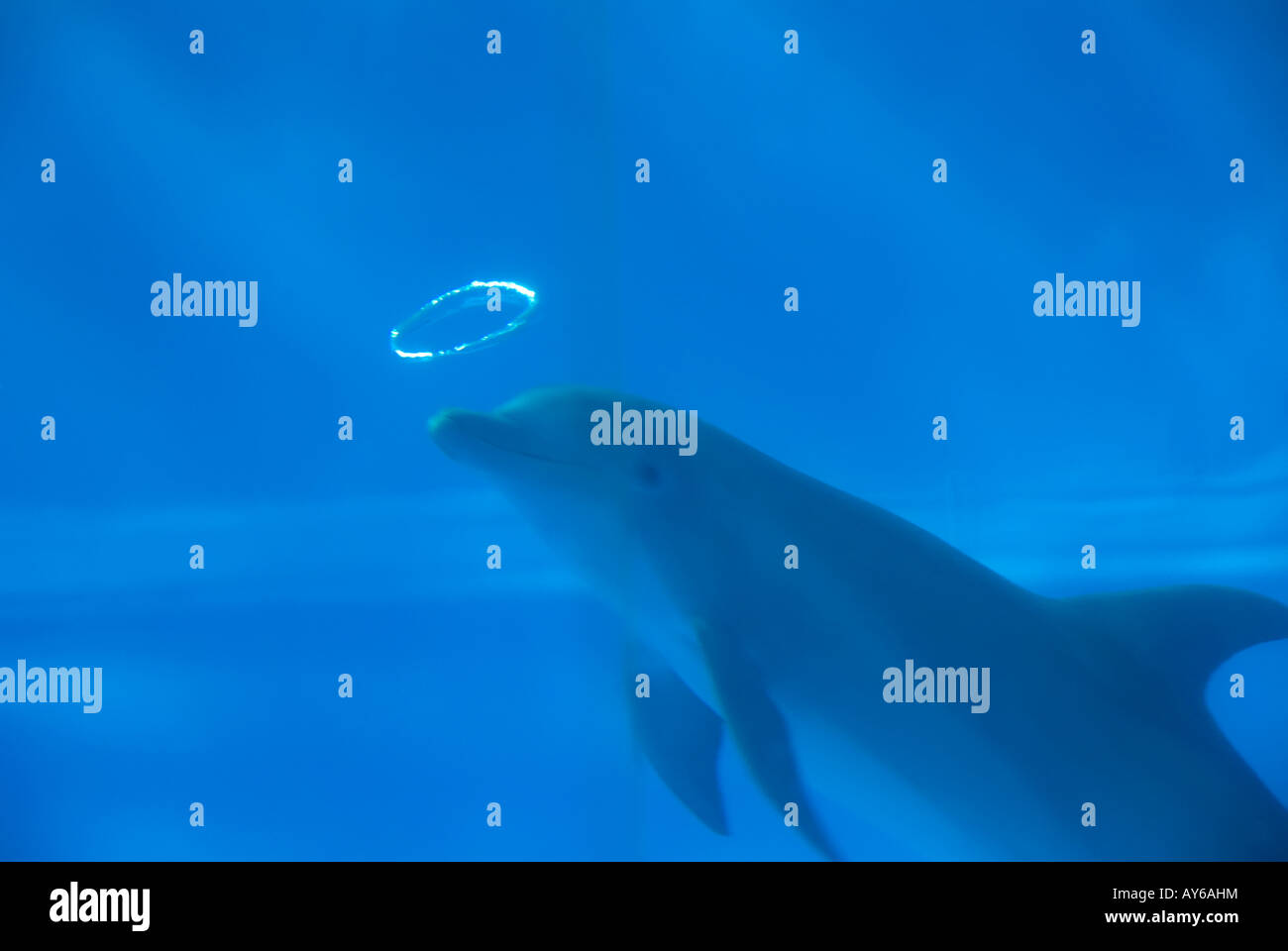 Dolphin tank hi-res stock photography and images - Alamy