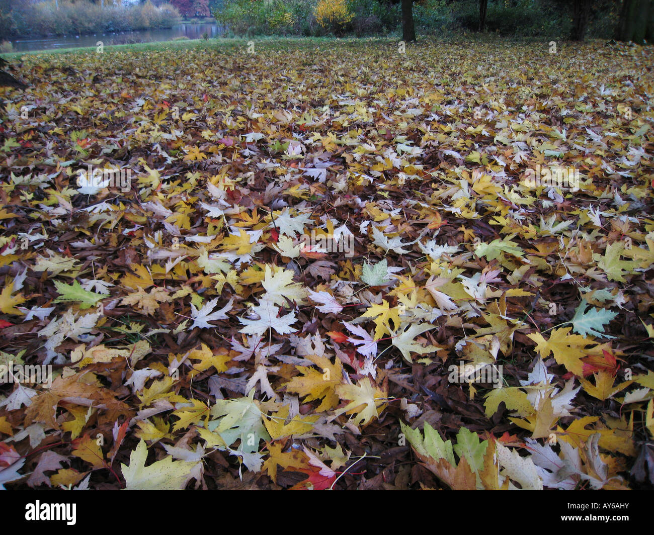 woodfloor with colourful autumn leaves Stock Photo - Alamy