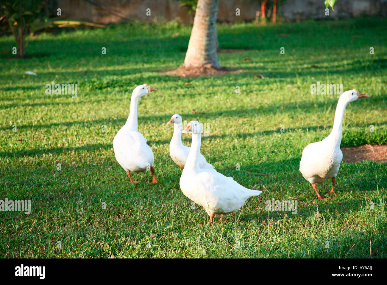 Water goose geese swan chen hi-res stock photography and images - Alamy