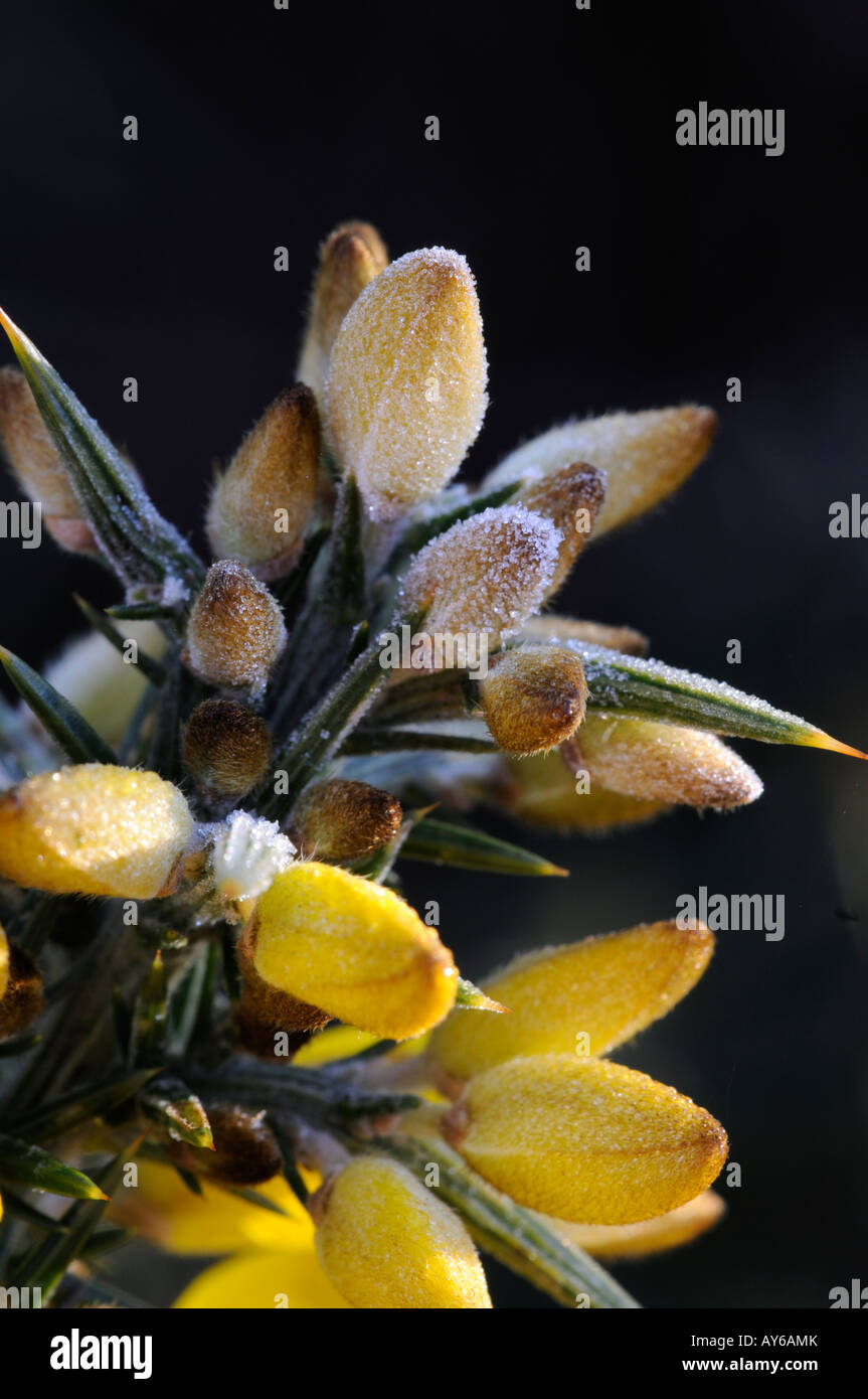 Gorse close up hi-res stock photography and images - Alamy