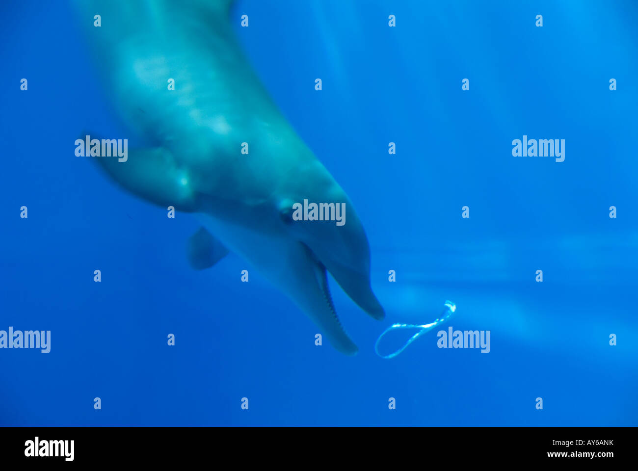Dolphin tank hi-res stock photography and images - Alamy
