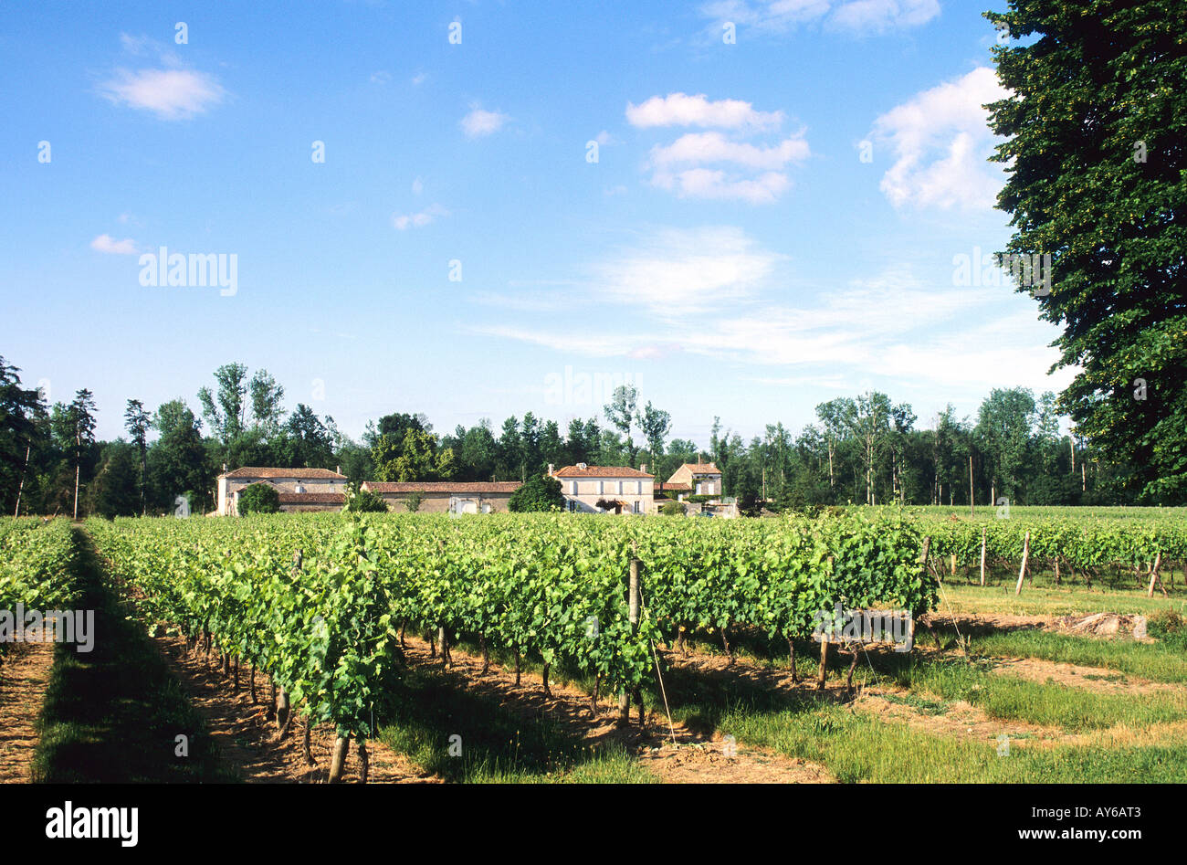 Charente Grande Champagne Région de Cognac Stock Photo - Alamy