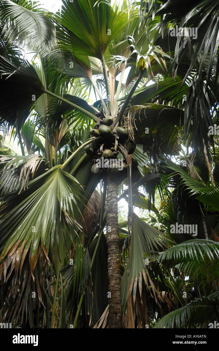 A Coco de mer palm tree inThe Vallee de Mai on Praslin island in The ...